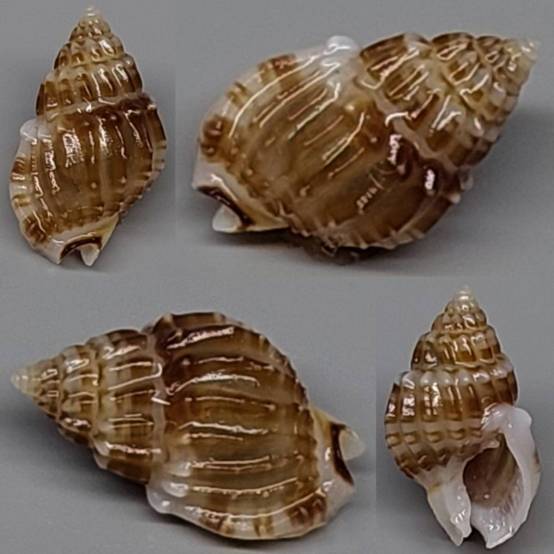 shellauction.net :: Nassarius sp. - 4031522