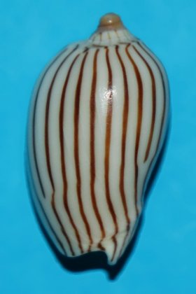 shellauction.net :: Amoria zebra - 4031710