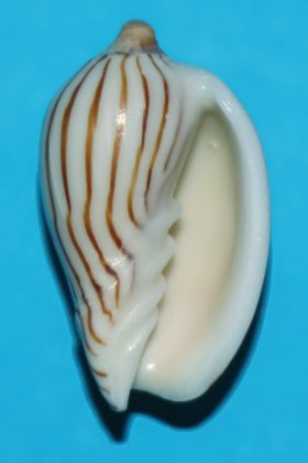 shellauction.net :: Amoria zebra - 4031710