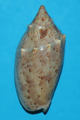 shellauction.net :: Cymbiola complexa - 4031726