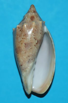 shellauction.net :: Cymbiola complexa - 4031726