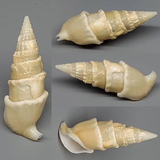 shellauction.net :: Rhinoclavis vertagus - 4031826