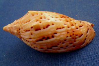 shellauction.net :: Cymbiola (Cymbiolacca) pulchra complexa fraserensis ...