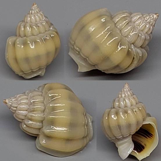 shellauction.net :: Nassarius sp. - 4032219
