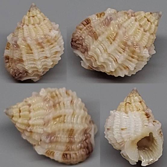 shellauction.net :: Nassarius sp. - 4032245