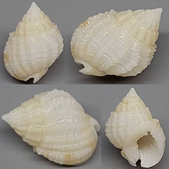 shellauction.net :: Nassarius sp. - 4032247