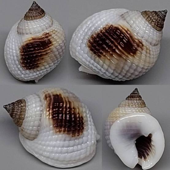 shellauction.net :: Nassarius sp. - 4032248