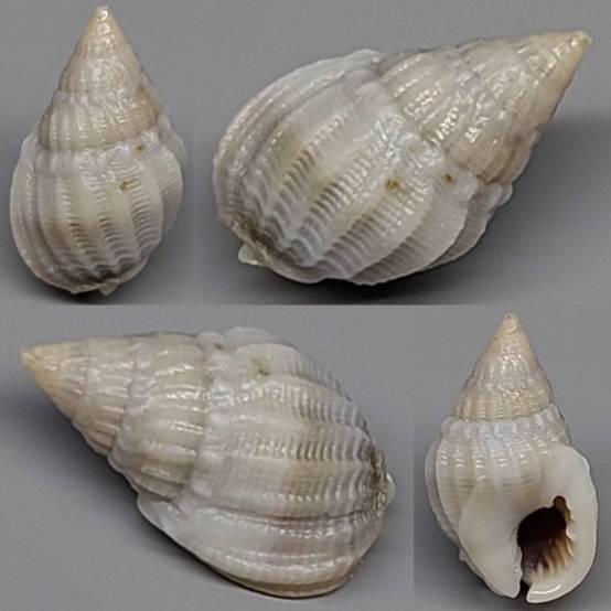 shellauction.net :: Nassarius sp. - 4032256