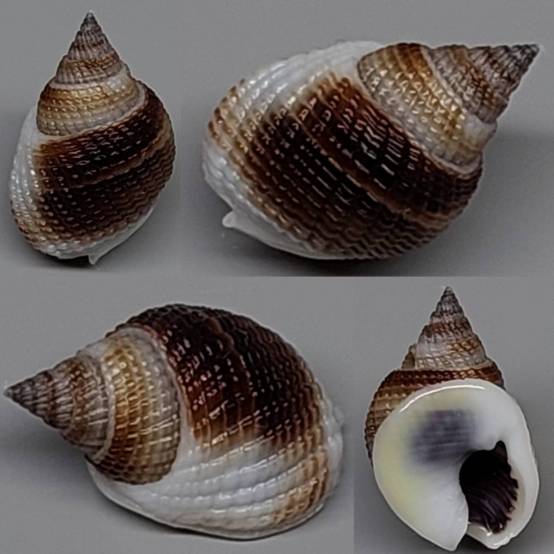 shellauction.net :: Nassarius sp. - 4032257