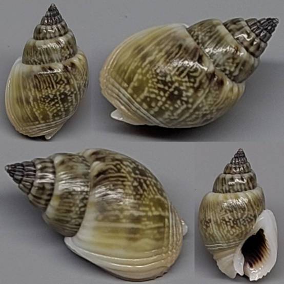 shellauction.net :: Nassarius sp. - 4032406