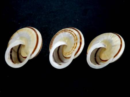 shellauction.net :: Papuina novaegeorgiensis - 4032747