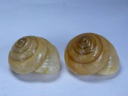 shellauction.net :: Papuina species - 4032750