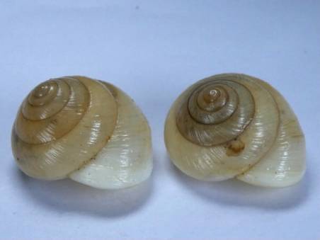 shellauction.net :: Papuina species - 4032751