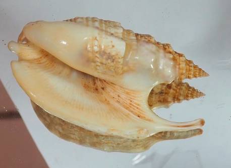 shellauction.net :: Euprotomus vomer iredalei - 4033132