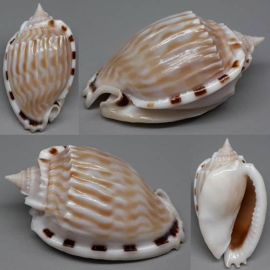 shellauction.net :: Phalium fimbria - 4034766