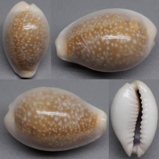 shellauction.net :: Naria miliaris - 4035817