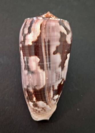 shellauction.net :: Conus striatus striatus - 4036317
