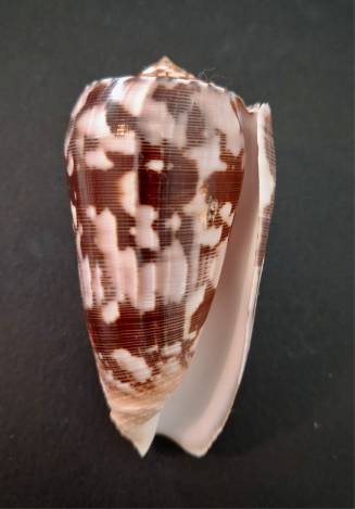 shellauction.net :: Conus striatus striatus - 4036317