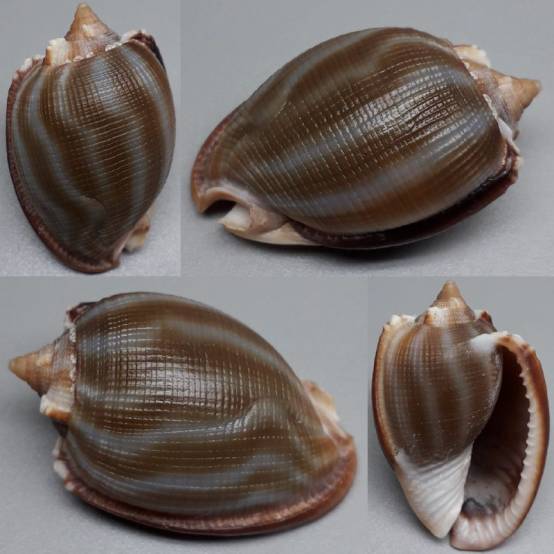 shellauction.net :: Phalium decussatum - 4036935