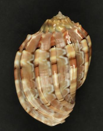 shellauction.net :: Harpa conoidalis - 4038156
