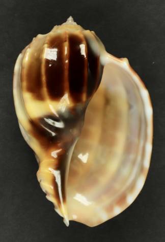 shellauction.net :: Harpa conoidalis - 4038156