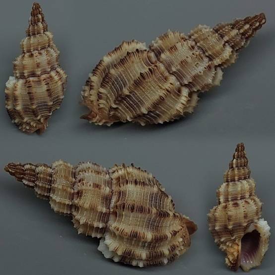 shellauction.net :: Phos senticosus - 4038486