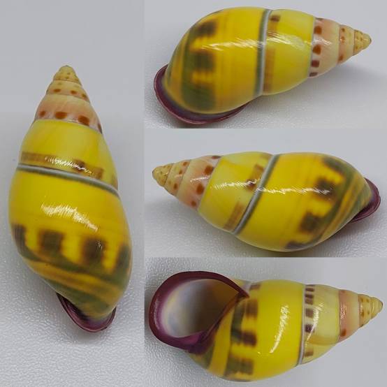shellauction.net :: Amphidromus latestrigatus consobrinus - 4038996