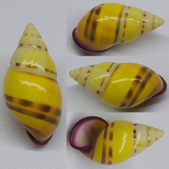 shellauction.net :: Amphidromus latestrigatus consobrinus - 4038997