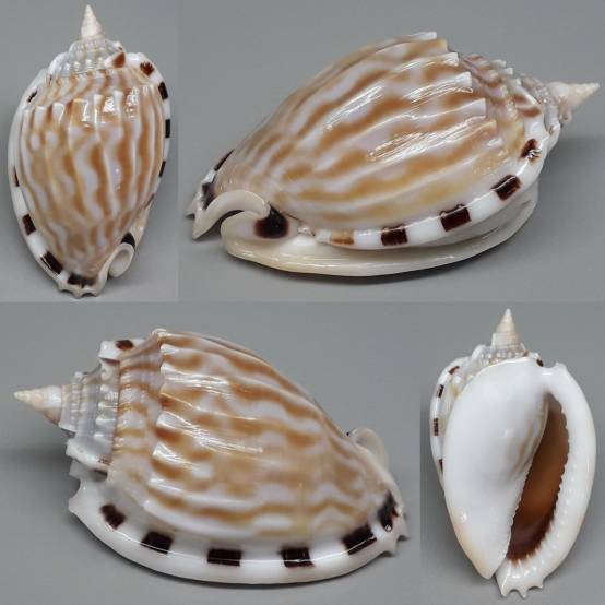 shellauction.net :: Phalium fimbria - 4040145