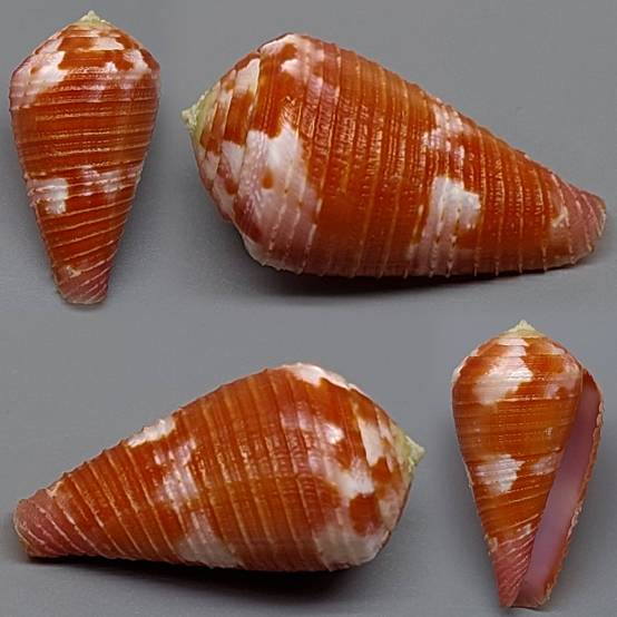 shellauction.net :: Conus pertusus - 4050243
