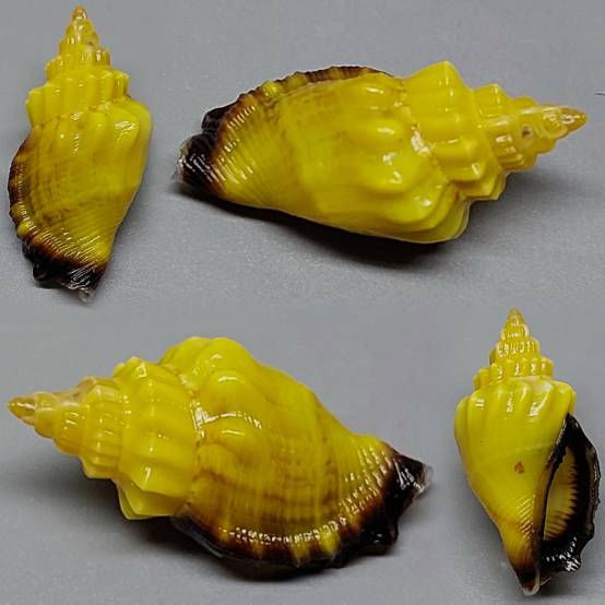 shellauction.net :: Canarium erythrinum - 4051542
