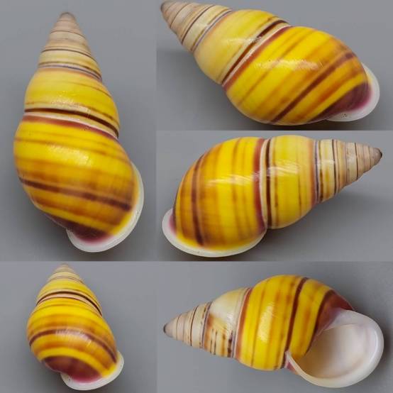 shellauction.net :: Amphidromus laevus janetabbasae - 4051931