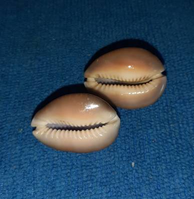 shellauction.net :: Cypraea caputserpentis meae - 4054548