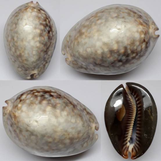 shellauction.net :: Mauritia mauritiana - 4054674