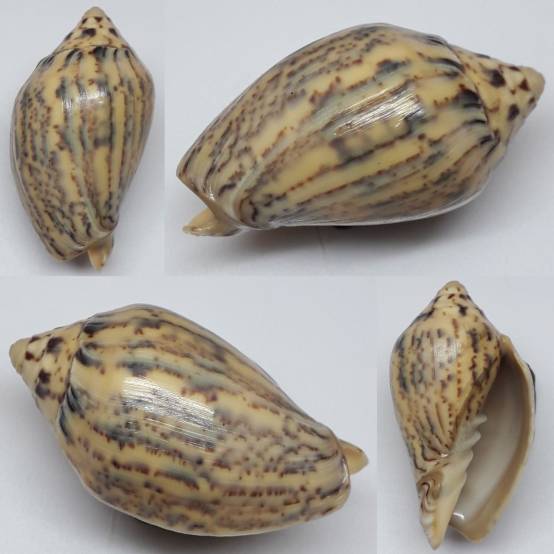 shellauction.net :: Cymbiola flavicans - 4054751