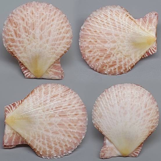 shellauction.net :: Mimachlamys varia - 4055851