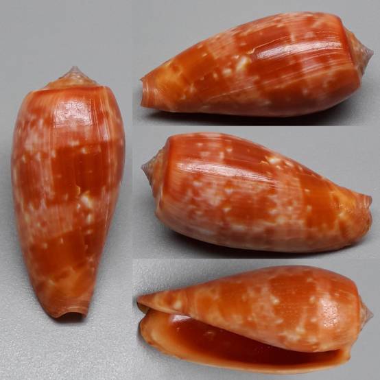 shellauction.net :: Conus bullatus - 4056513