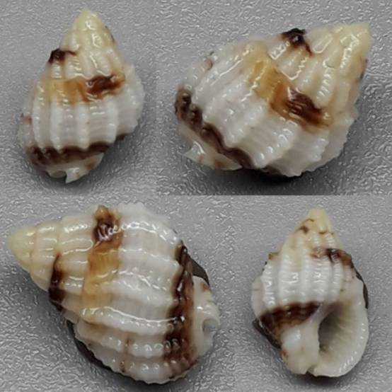 shellauction.net :: Nassarius sp. - 4057041