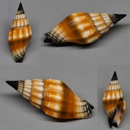shellauction.net :: Vexillum vulpecula - 4057297