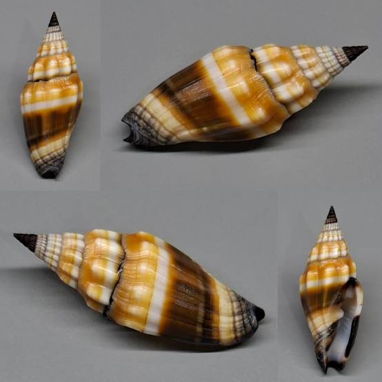 shellauction.net :: Vexillum vulpecula - 4057298