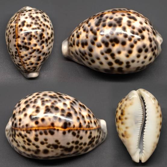 shellauction.net :: Cypraea tigris - 4059191