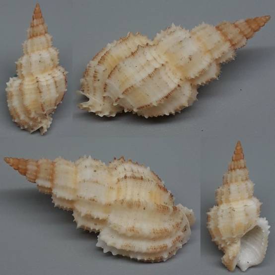 shellauction.net :: Phos senticosus - 4062058