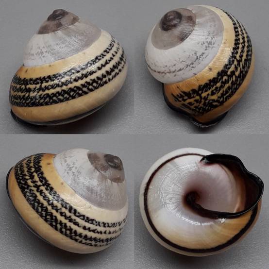 shellauction.net :: Papuina fridolina - 4063141