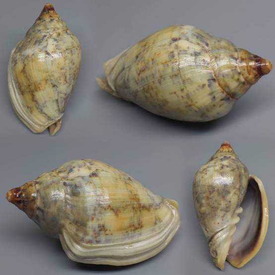 shellauction.net :: Cymbiola flavicans - 4063310