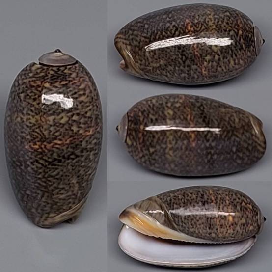 shellauction.net :: Oliva bulbiformis - 4063886