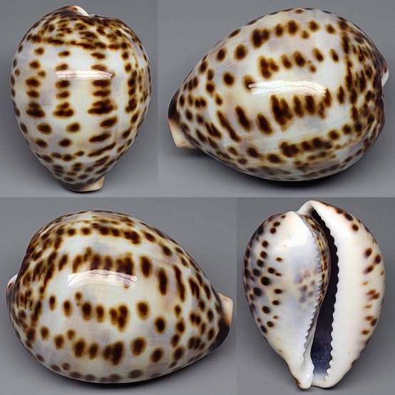 shellauction.net :: Cypraea tigris - 4064001