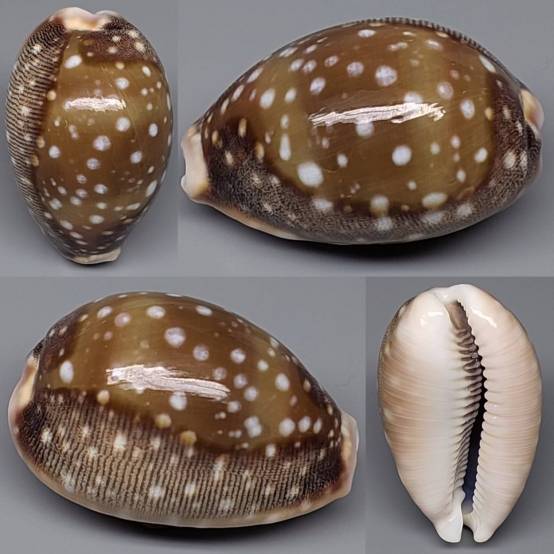 shellauction.net :: Lyncina vitellus - 4064760