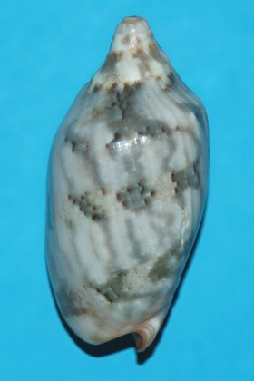 shellauction.net :: Cymbiola rutila - 4064904