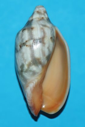 shellauction.net :: Cymbiola rutila - 4064904