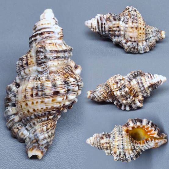 shellauction.net :: Cymatium nicobaricum - 4065078